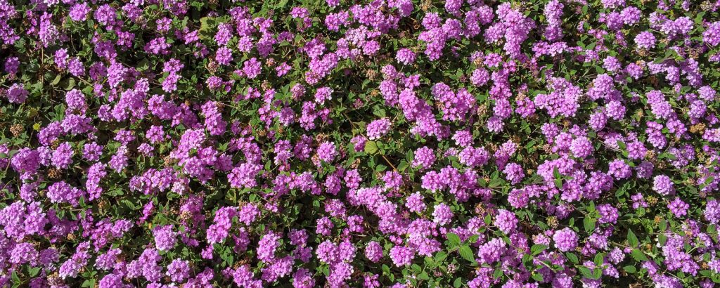 About Nancy Bo Flood – nancy bo flood