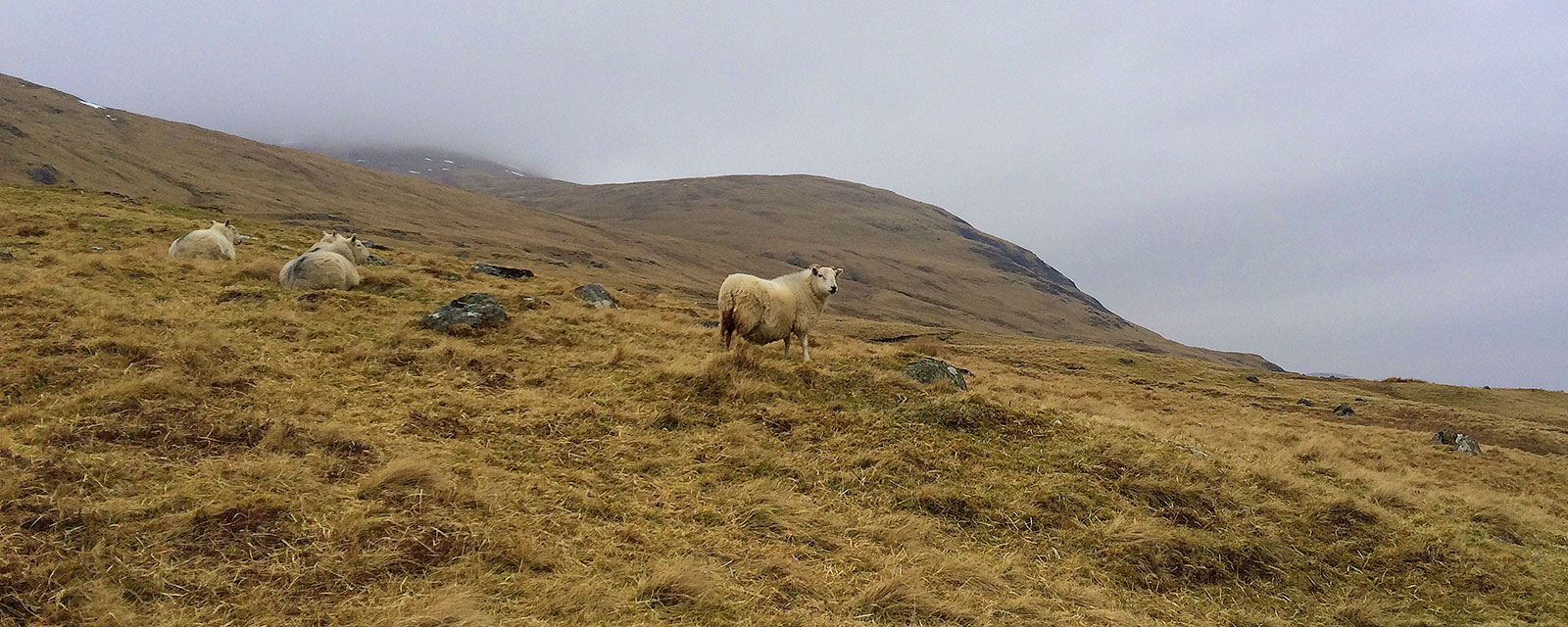 Podcasts · nancy bo flood